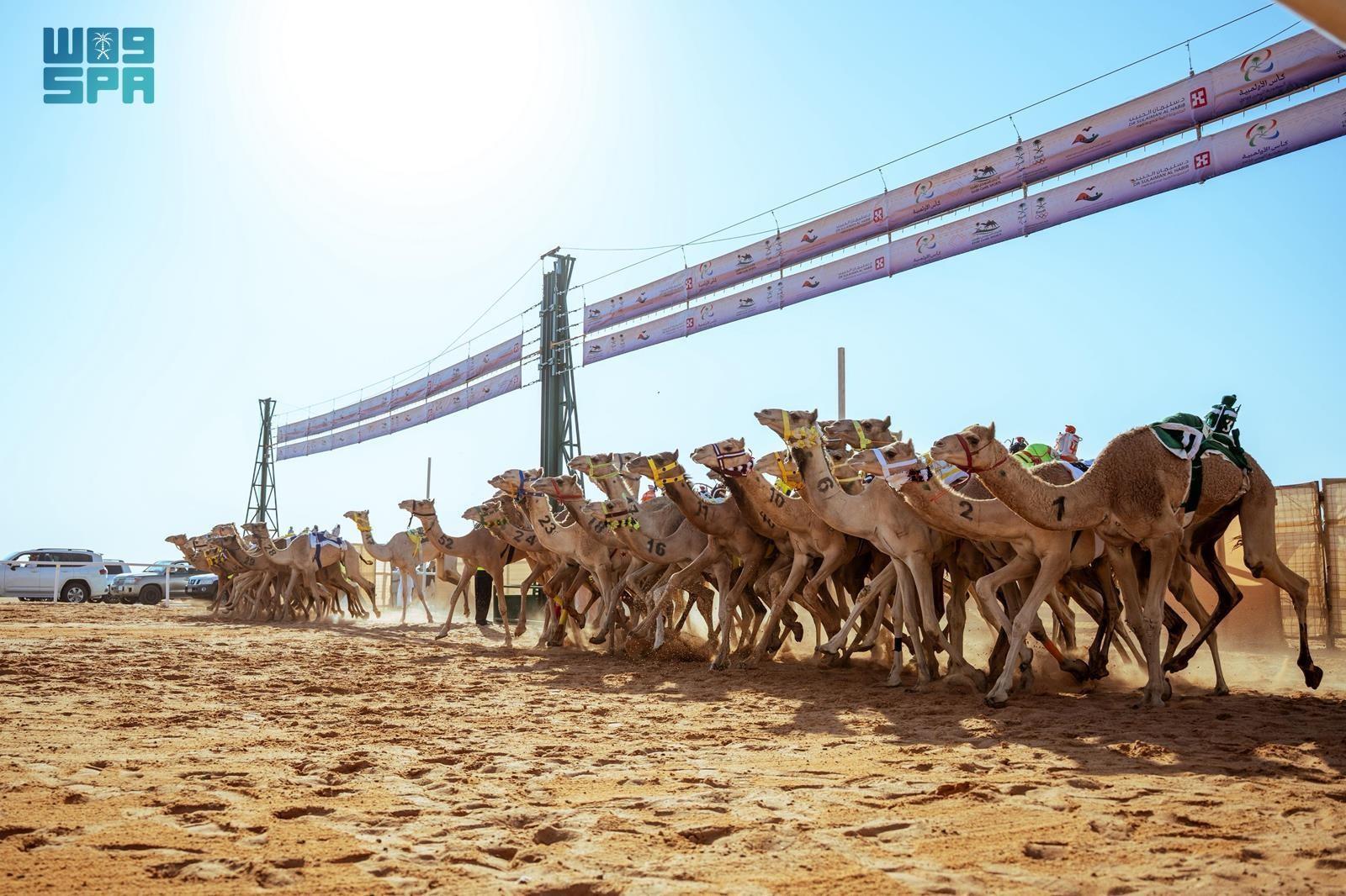 Saudi Camels Win Three Cups in 2025 Olympic Cup Championship – KSA3