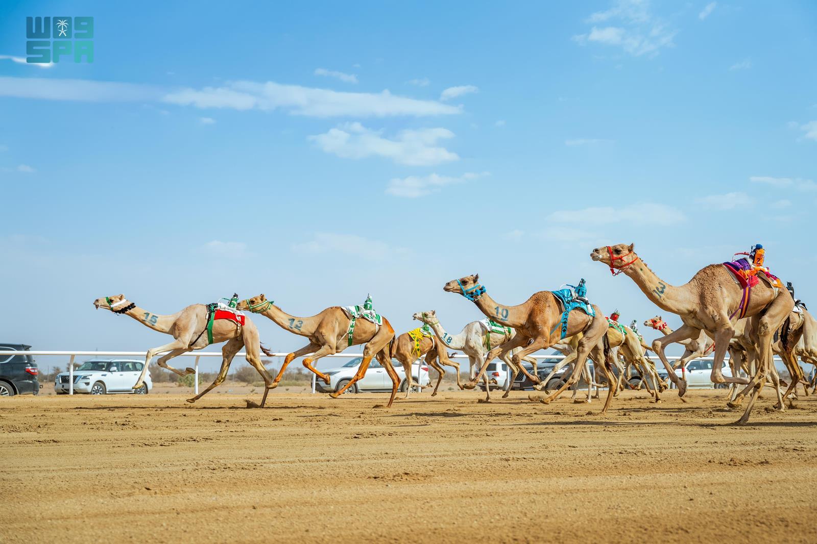 Camel Sports Cup Expands to Hail, Reaches 580 Rounds Since Inception – KSA3