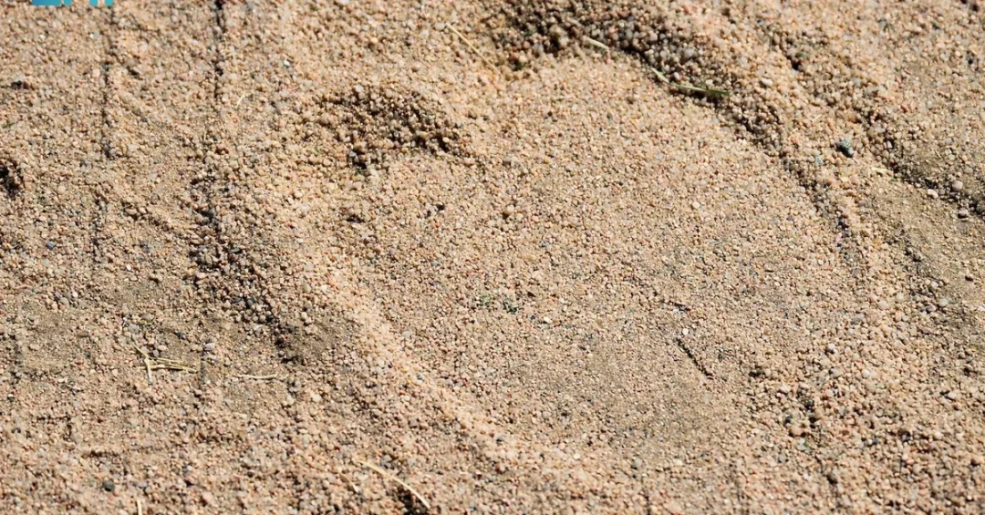 Saudi Arabia Preserves Ancient Art of Camel Hoof Print Identification ...